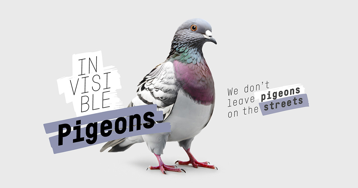 Happy Pigeons and Maintained Pigeon Lofts