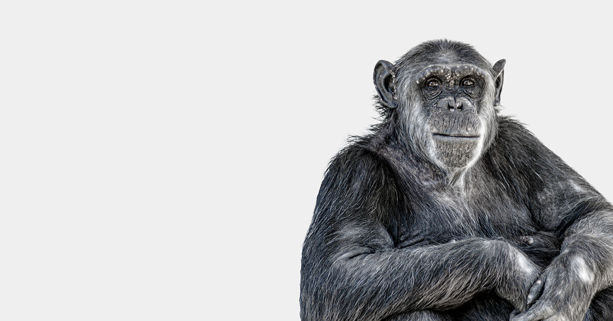 Animal dignity | Sentience